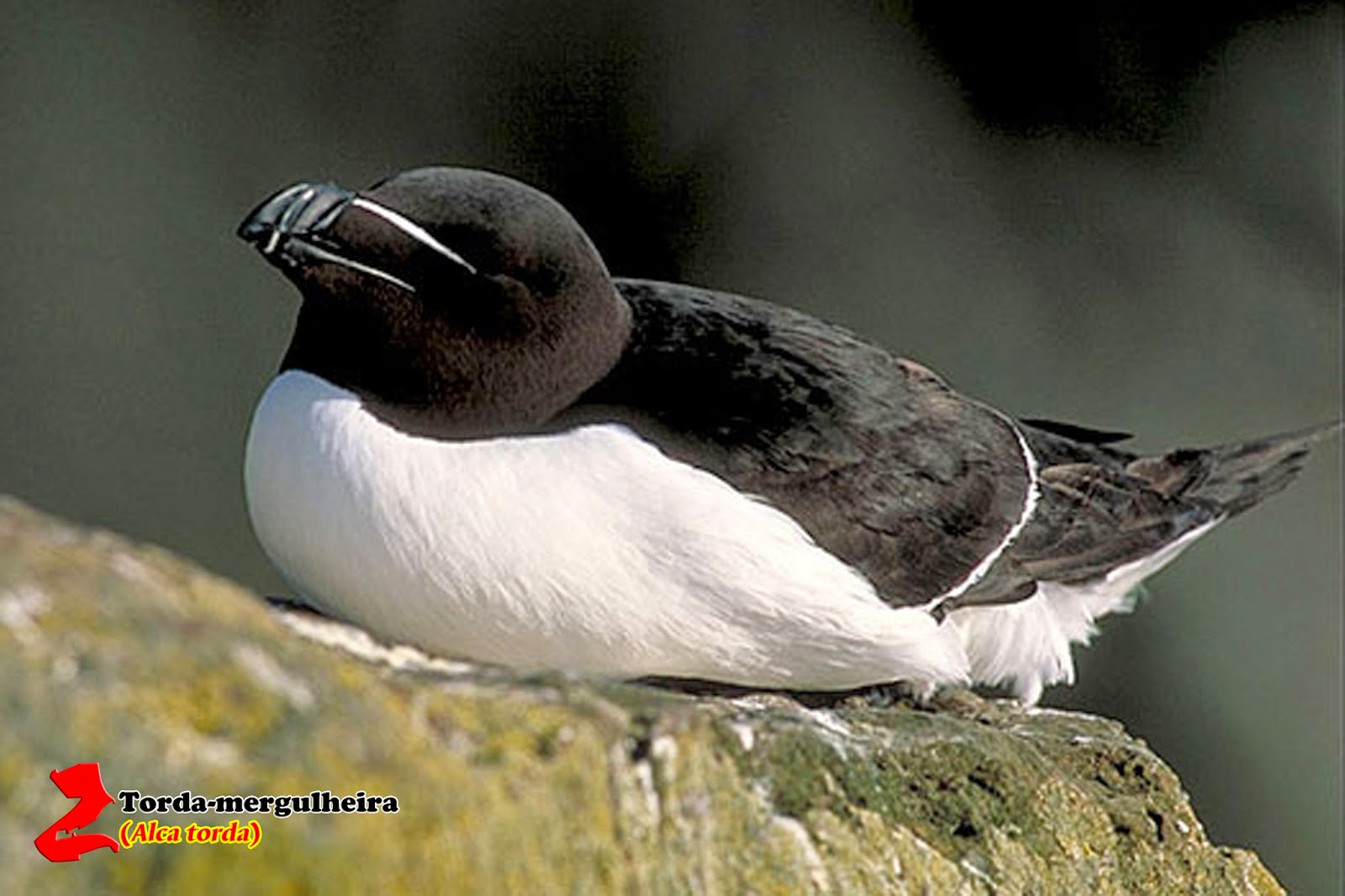 ORNITOLOGIA: Torda-mergulheira (Alca torda)